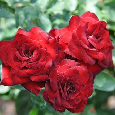 Heirloom Roses - Tropical Lightning Climbing Rose Bush - Walmart.com