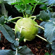 Detroit White Beet Garden Seeds - 1 Oz - Non-GMO Vegetable Gardening ...