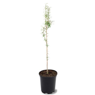 Simpson Nurseries 24" Wonderful Pomegranate Live Plant with Pot ...