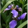 Walking Iris Apostle Plant 3 Extra Large 3 Gallon Plants Neomarica ...