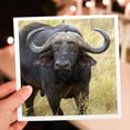 3drose, South Africa, Zulu Nyala Game Reserve, Zebra-af42 Len0076 ...