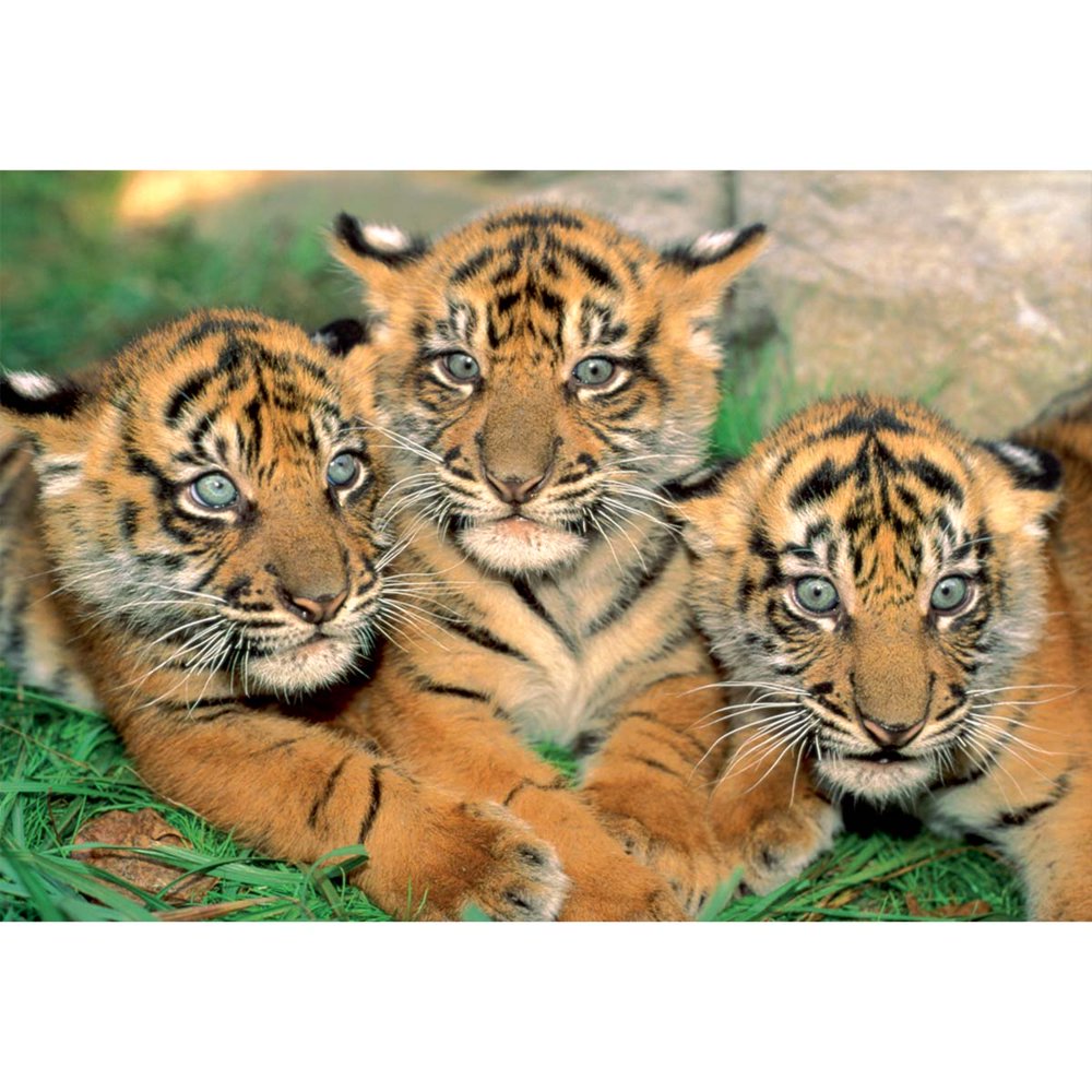 Educa® Tiger Cubs Jigsaw Puzzle - Walmart.com - Walmart.com