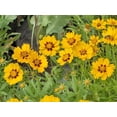 1000 GOLDEN WAVE COREOPSIS (Goldenmane Tickseed) Coreopsis Basalis ...