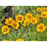 1000 GOLDEN WAVE COREOPSIS (Goldenmane Tickseed) Coreopsis Basalis ...