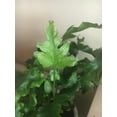 Nicholas Diamond Fern - Live Plant in a 4 Inch Grower's Pot - Phlebosia ...