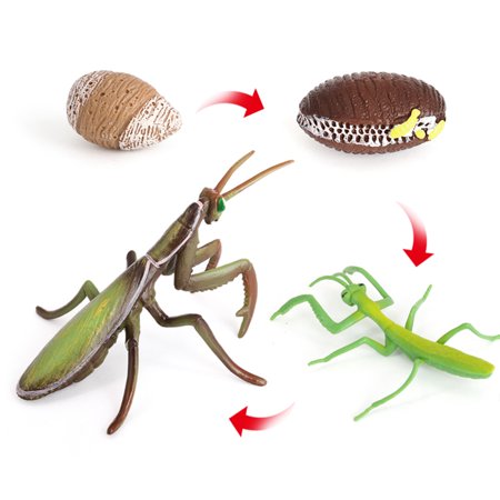 1 Set Mantis Life Cycle Kit Creative Realistic Insects Educational ...