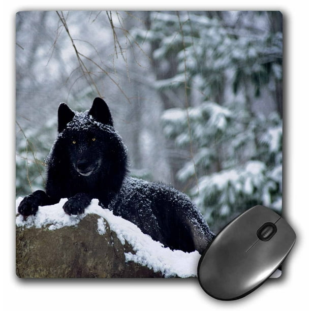 3dRose Rock Mountain Wolf 4, Mouse Pad, 8 by 8 inches - Walmart.com ...