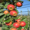 Expert Gardener 2-3' Sweet Treat™ Columnar Apple Live Tree in 1 gal ...