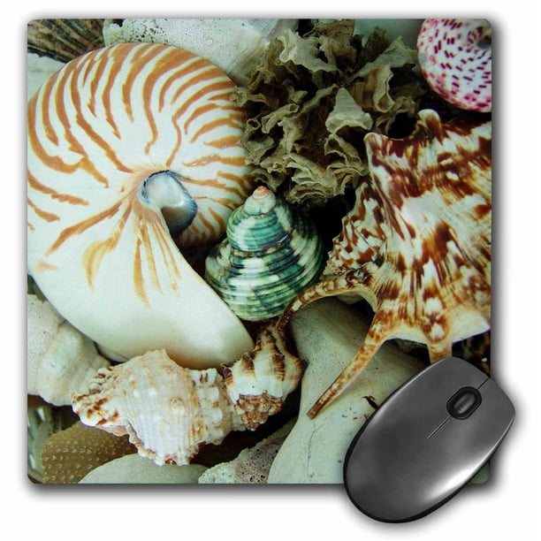 3dRose Florida Sea Shells, Mouse Pad, 8 by 8 inches - Walmart.com