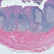 Bird Blood Film, Smear Microscope Slide - Walmart.com