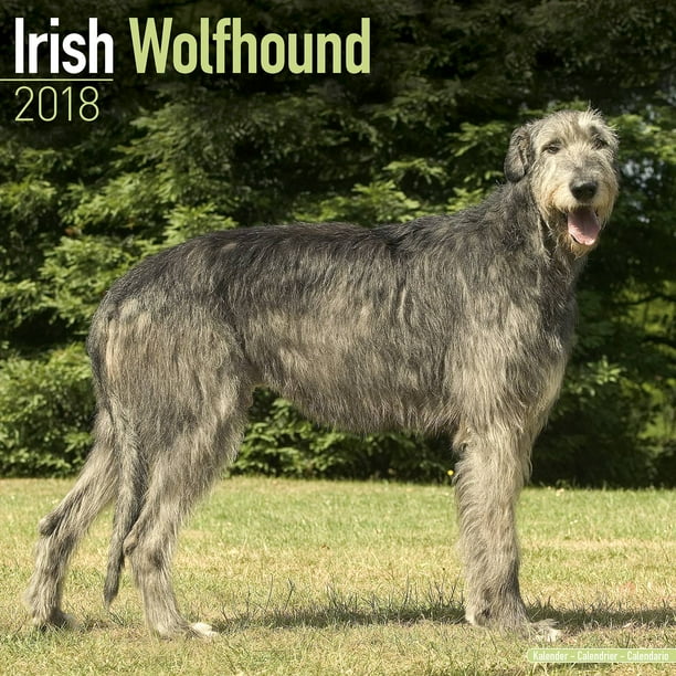What Is The Number 1 Dog Breed 2018