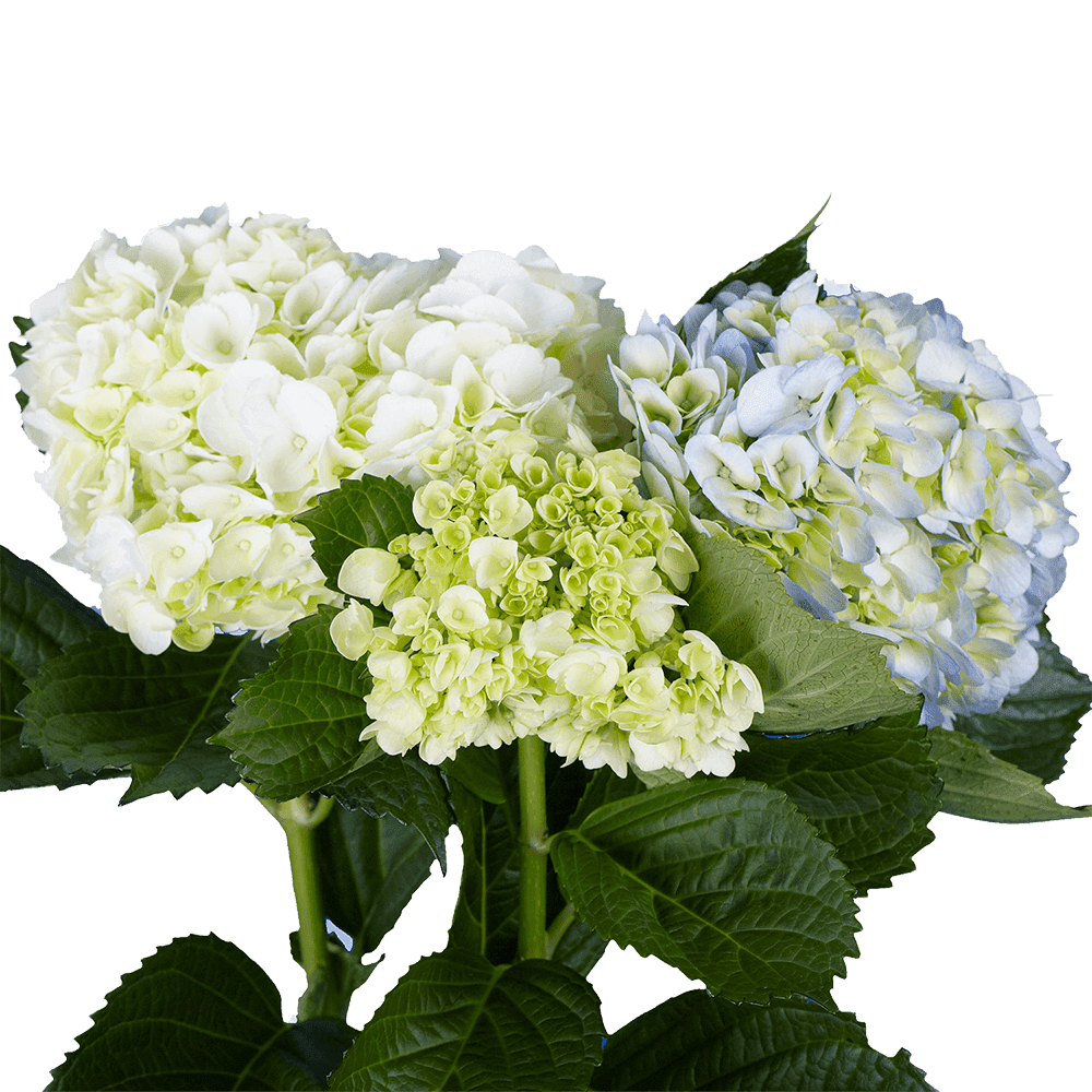 10 Stems of Assorted Color Hydrangeas- Beautiful Fresh Cut Flowers ...