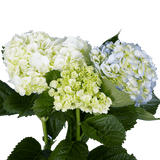 40 Stems of Assorted Color Hydrangeas- Beautiful Fresh Cut Flowers ...