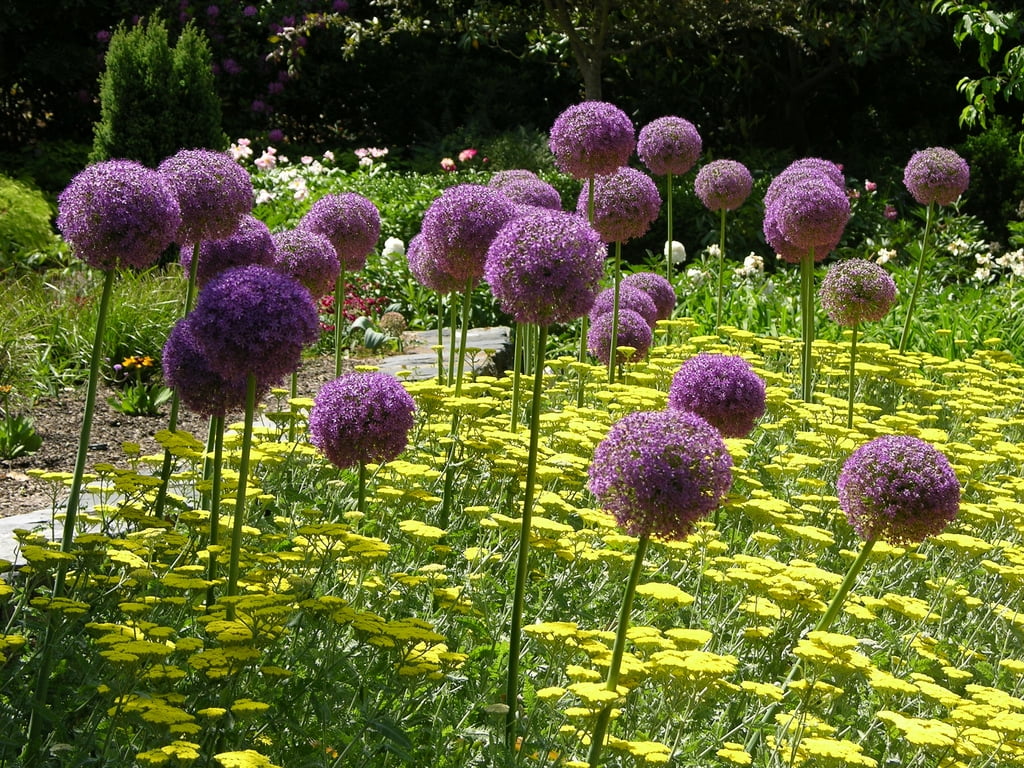 Allium Giganteum Bulb