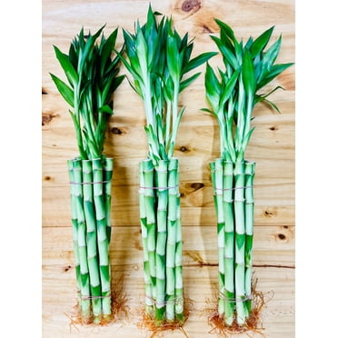 Graceful Bamboo Plant 1 Live Plant Bambusa Textilis Gracilis Privacy ...