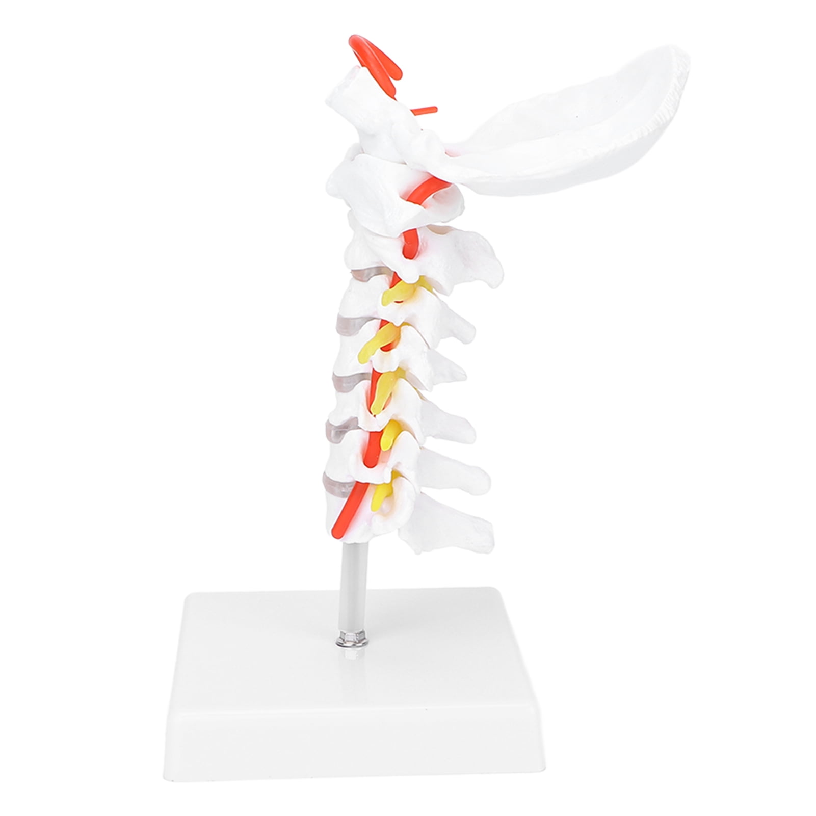 Modelo De Vértebra Cervical, Réplica De Anatomía Corporal, Nervios ...