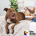 The Dodo Itch Relieving Spray for Dogs, Fragrance Free with Oatmeal and ...
