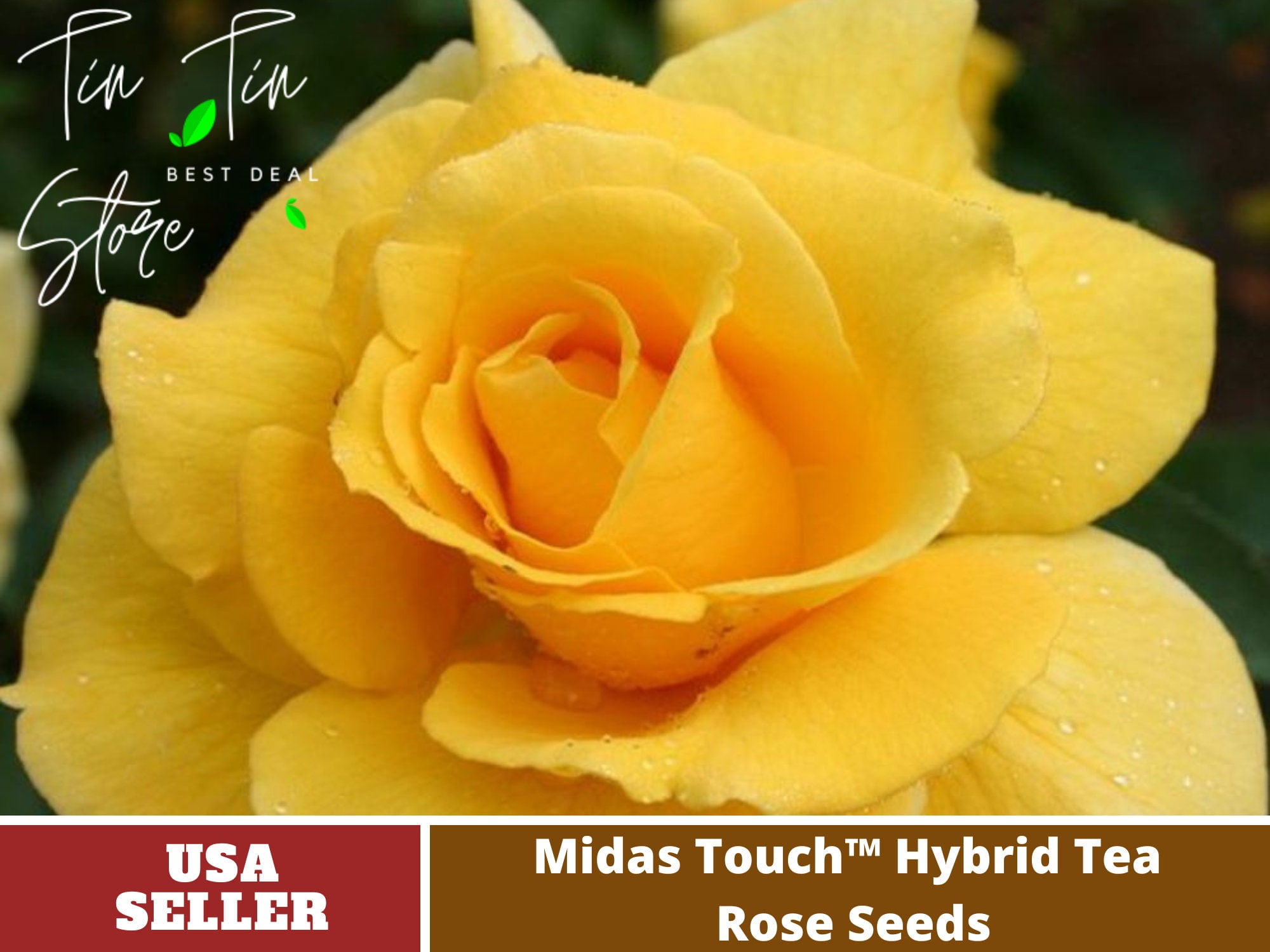 30 Rare Seeds| Midas Touch Hybrid Tea Rose Seeds #1032 | Seeds, Herbal ...