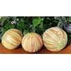 SEEDS - 5 Premium Rare Seeds -Kajari Melon Heirloom - - Market and Home ...