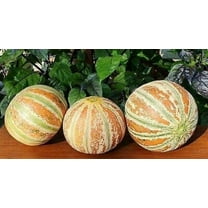 LueInJoy 10 Kajari Melon Fruit Seeds - Walmart.com