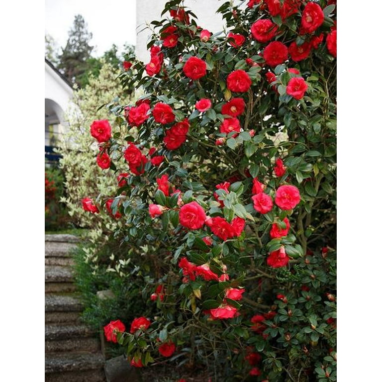 Red Camellia Tree