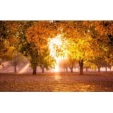 5 HARDY PECAN Tree Carya Illinoinensis King Nut Native Fruit Tree Seeds ...