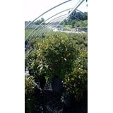 Green Promise Farms™ Live Hardy Landmark Rhododendron with Striking Red ...