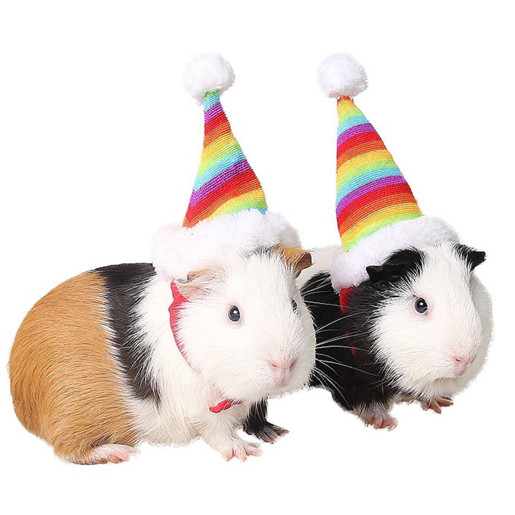 Rabbit Wearing Birthday Hat