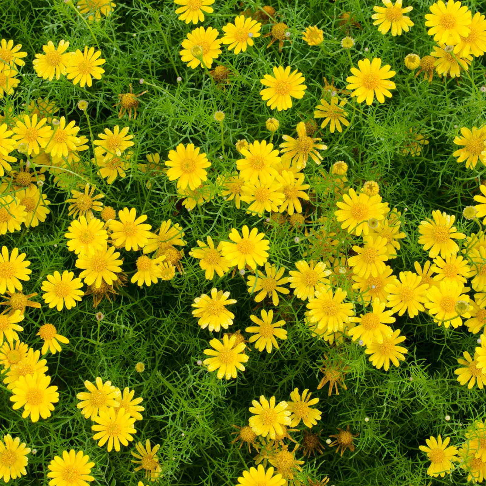 Golden Fleece Dahlberg Daisy Flower Seeds - 1000 Seeds - Annual Flower ...