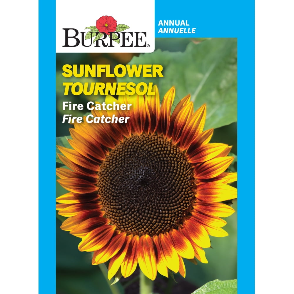 Click here for Burpee Canada Burpee Fire Catcher Sunflower prices
