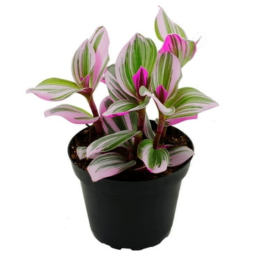 Pink Mountain Serissa Tree - 2.5" Pot - House Plant, Fairy Garden Plant ...