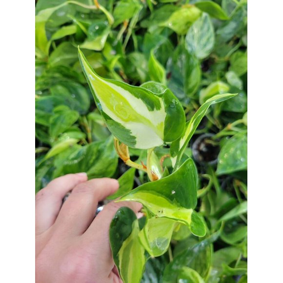 Philodendron Cream Splash