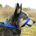 Canny Collar Easy Pull Dog Collar for Walking and Training - Blue, Size ...