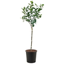 Simpson Nurseries 24" Contender Peach Tree Live Plant with Pot ...