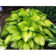 Filigree Feather Hosta - Uniquely colored foliage - Bareroot - Walmart.com