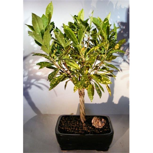 Bonsai Boy b2009 Croton Gold Dust Braided Twist Bonsai Tree - Codiaeum ...