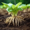 Cold Hardy Perennial - Midnight Blue Hostas - Low Maintenance - Perfect ...