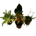 Plant Mystery Box, 2 inch pots, set of 4, Monthly Subscription, Always ...