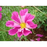 200 COSMOS SEASHELLS Cosmos Bipinnatus Sea Shells Flower Seeds ...