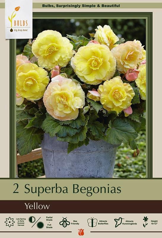 Superba Begonia Yellow - 2 Bulbs 6/+cm Bulbs - Walmart.com