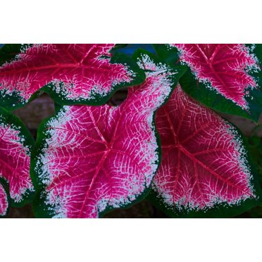 Fancy Caladium Bulbs for Planting (2 Bulbs) - Easy & Fast Growing ...
