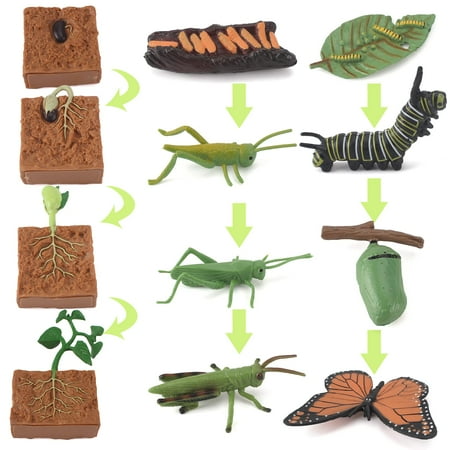 Life Cycle Figurines Toy Set of Butterflies Grasshoppers and Plants ...