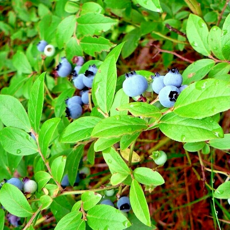 Wild Blueberry Bush