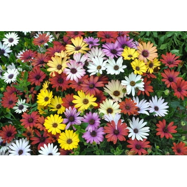 250 GOLDEN MARGUERITE DAISY Dyer's Yellow Chamomile Anthemis Tinctoria ...