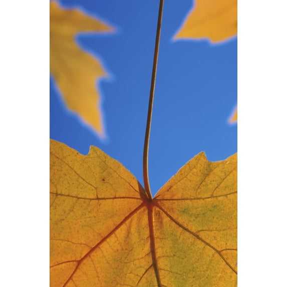 Close-Up Of Yellow Maple Leaves In Studio Canvas Art - Kevin Smith ...