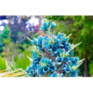 Rainbow Eucalyptus Tree Seeds - 50 Seeds - Stunning Colored Bark ...