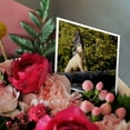 3drose, British Columbia, Princess Royal Island, Spirit Bear-cn02 ...