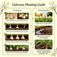 Beautiful Brilliant Tuberose-Ornamental Gift-Garden Home Decoration ...