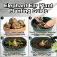 Elephant-ear Bulk - Garden Stake for Outdoor Decoration, Fresh Natural ...