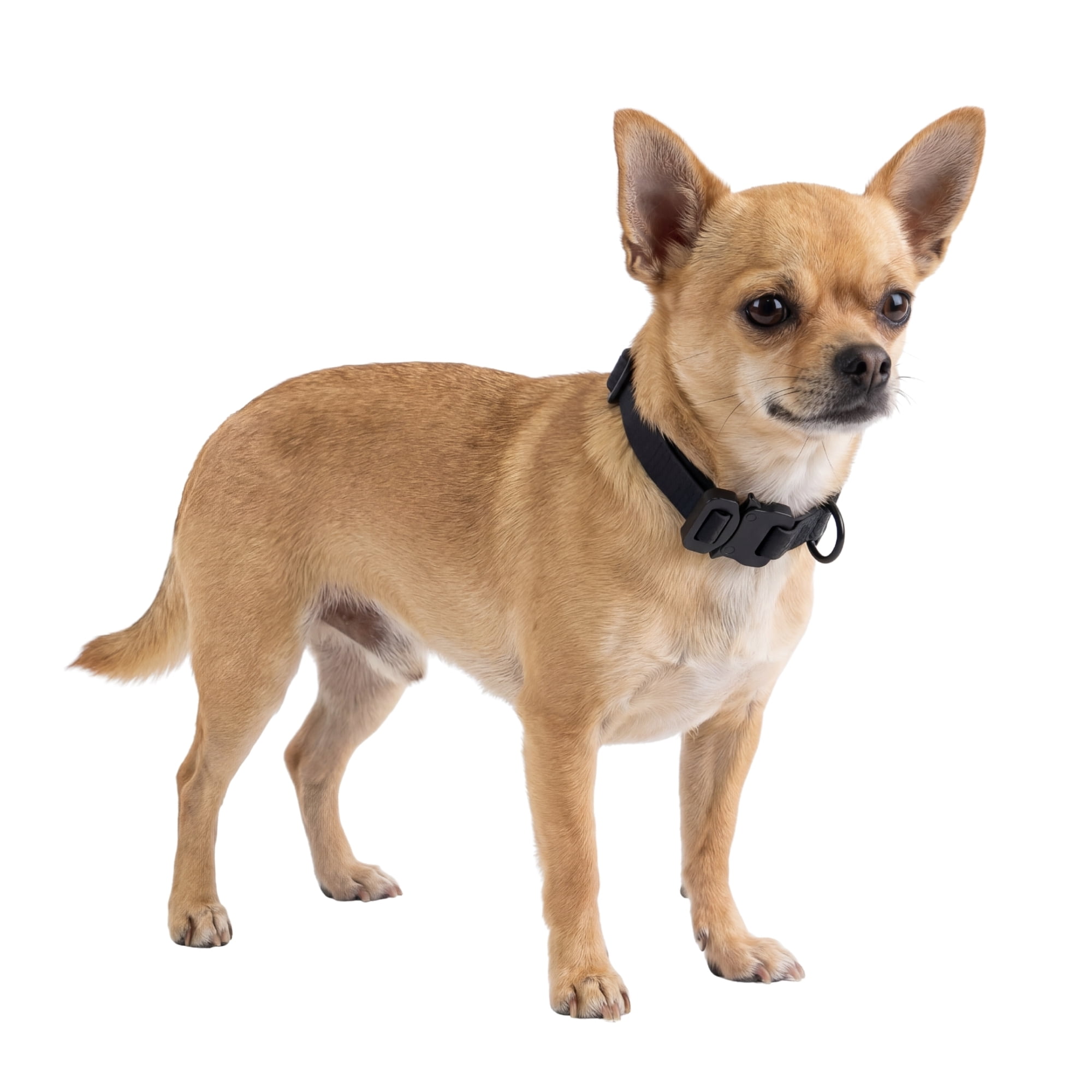 Click here for One Paw  Silicone Dog Collar With Metal Buckle  Wa... prices